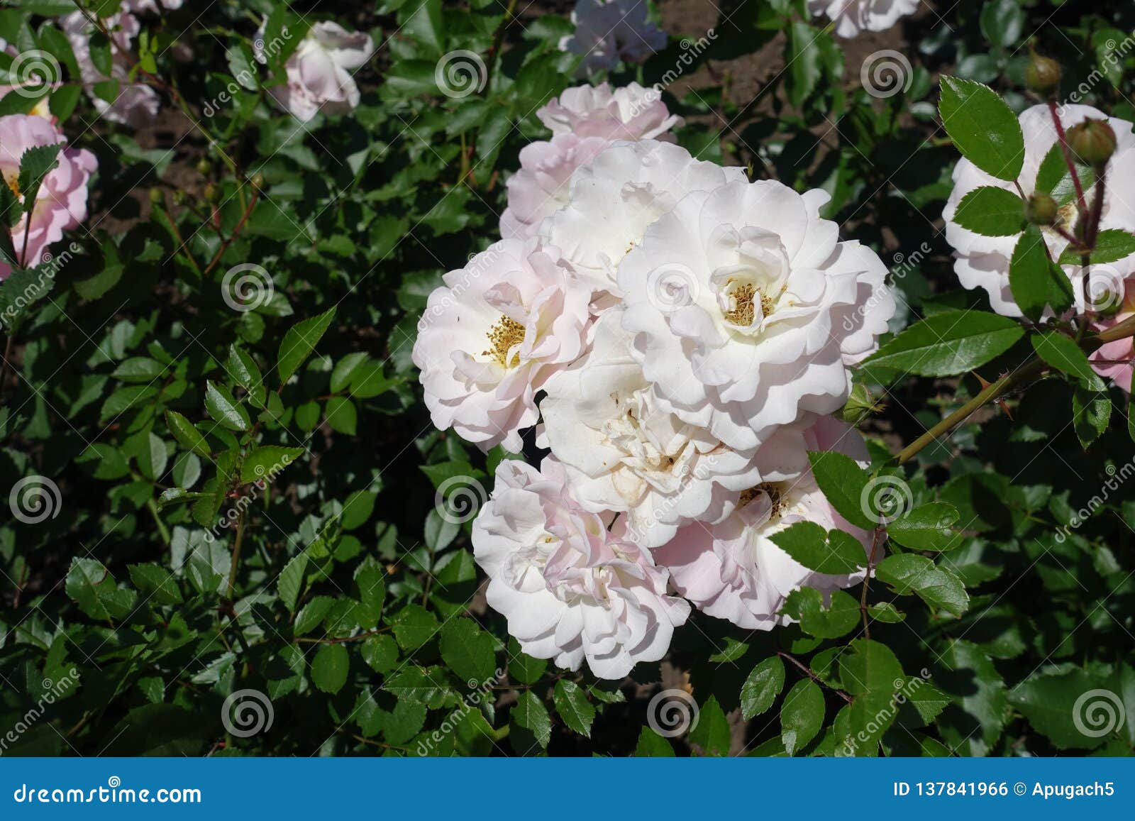 Fully Opened Light Pink Semi-double Flowers of Rose Stock Photo - Image ...