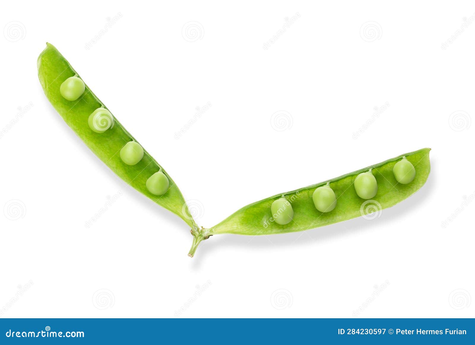 Fully Open Pea Pod with Fresh Green Peas, Pisum Sativum, from Above ...
