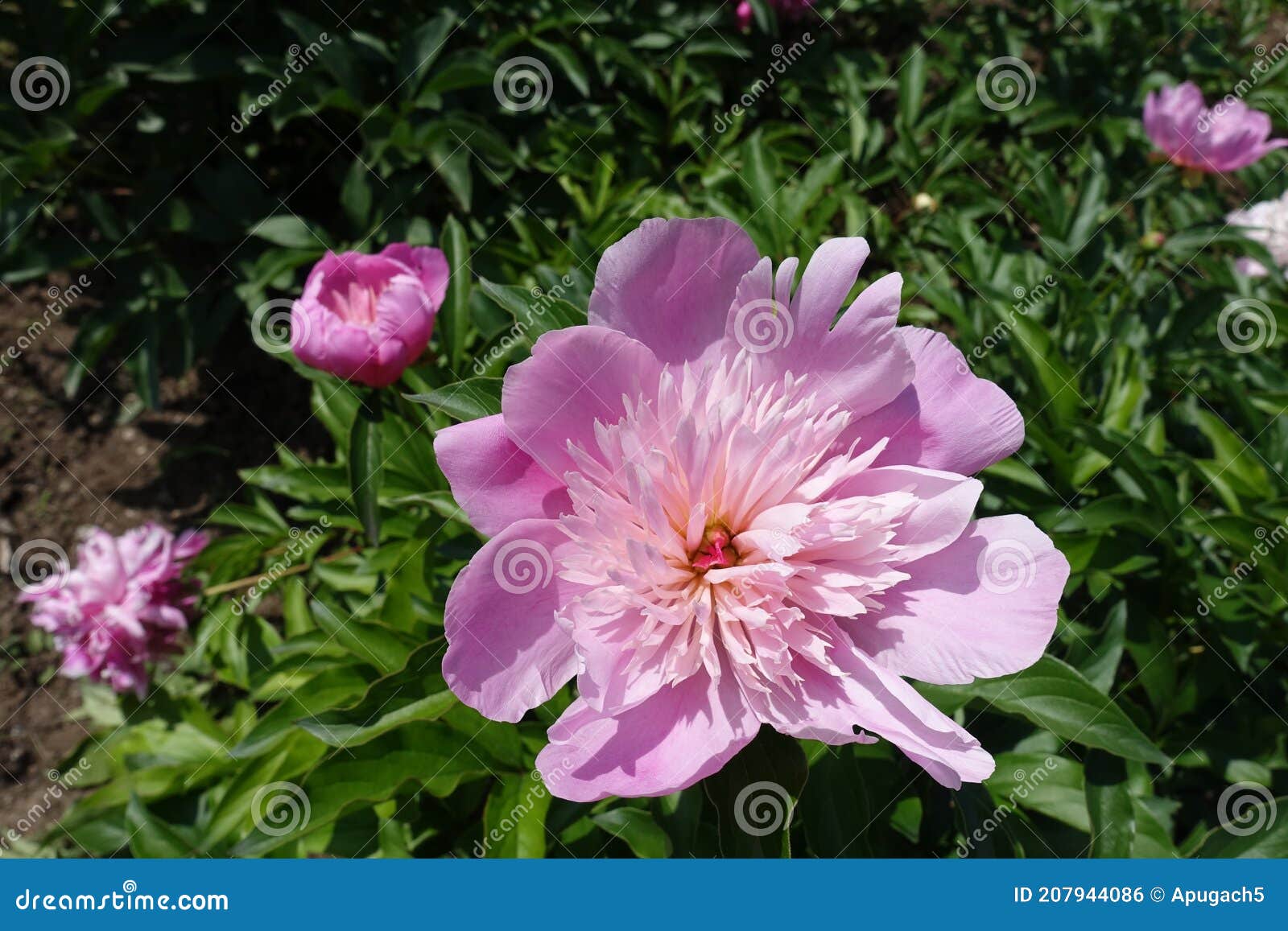 Fully Opened Pink Flower of Peony Stock Photo - Image of herbaceous ...