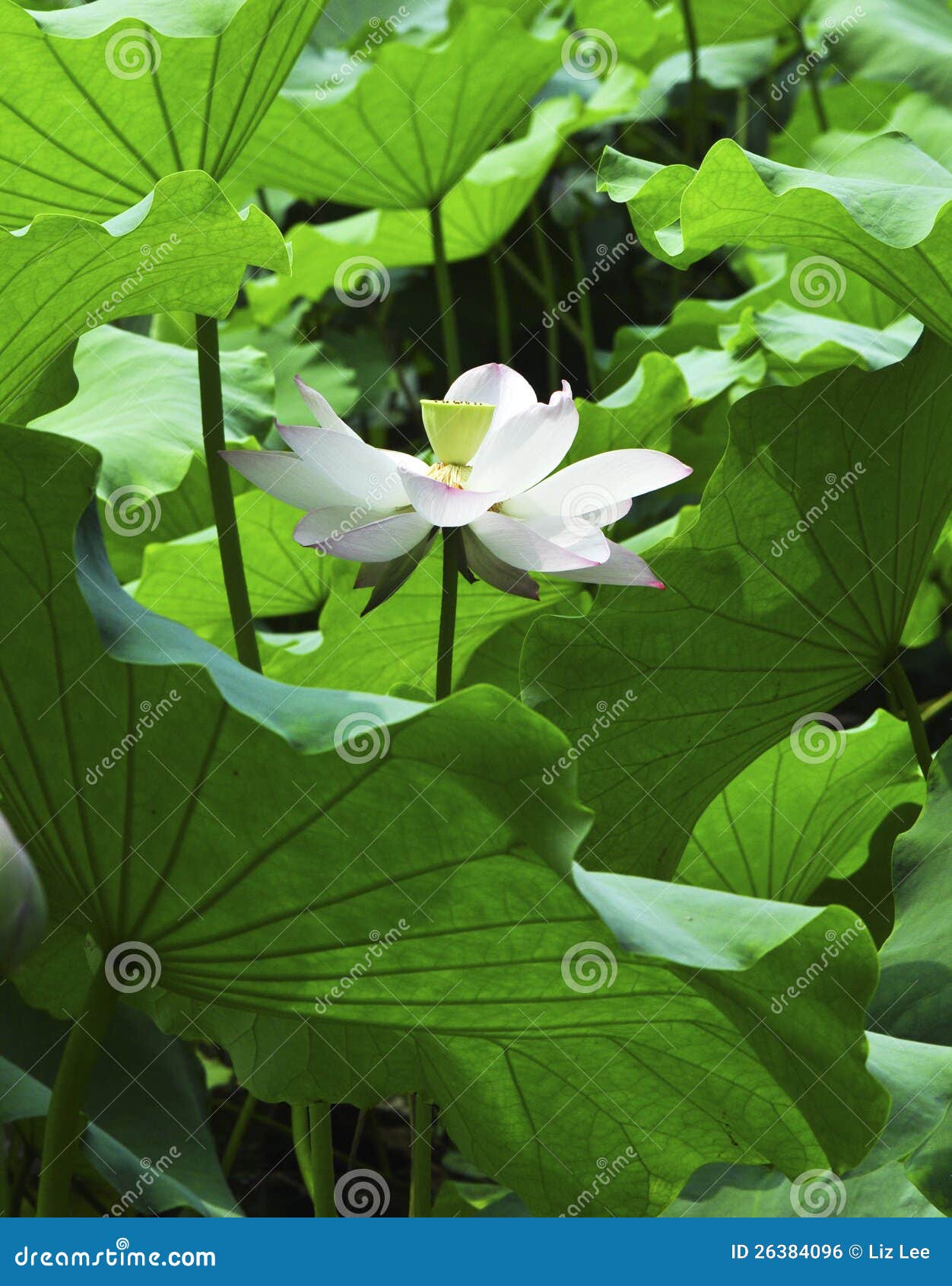 Fully-opened pink lotus stock photo. Image of landscape - 26384096