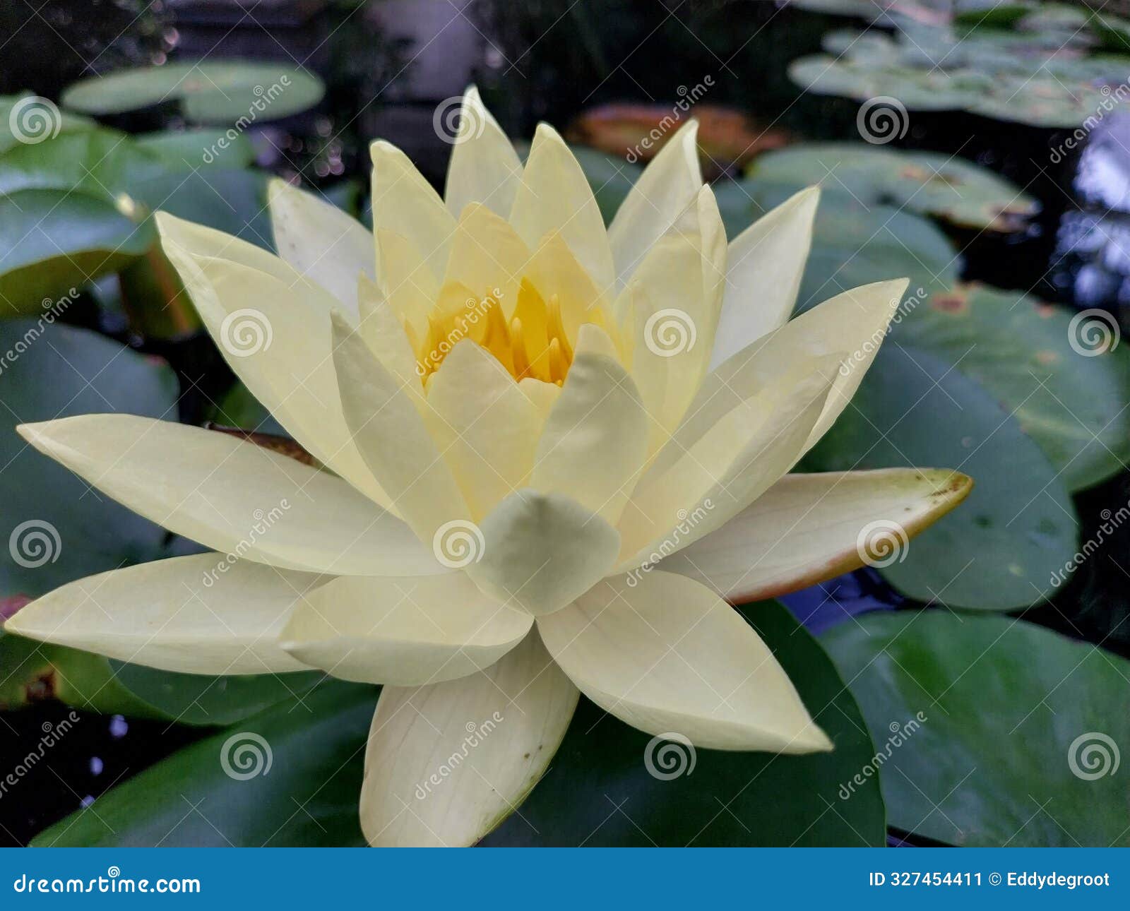 Fully opened water lilly stock image. Image of pond - 327454411