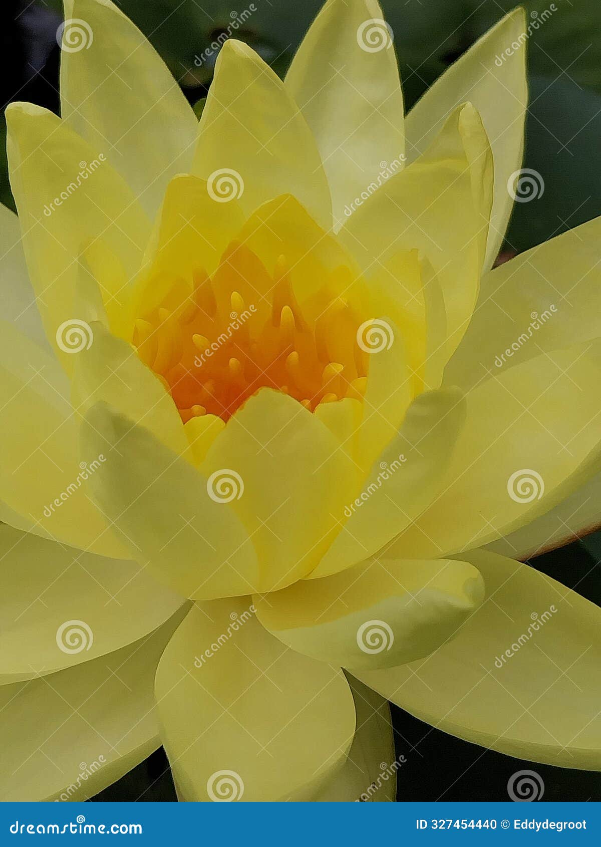 Fully opened water lilly stock photo. Image of opened - 327454440