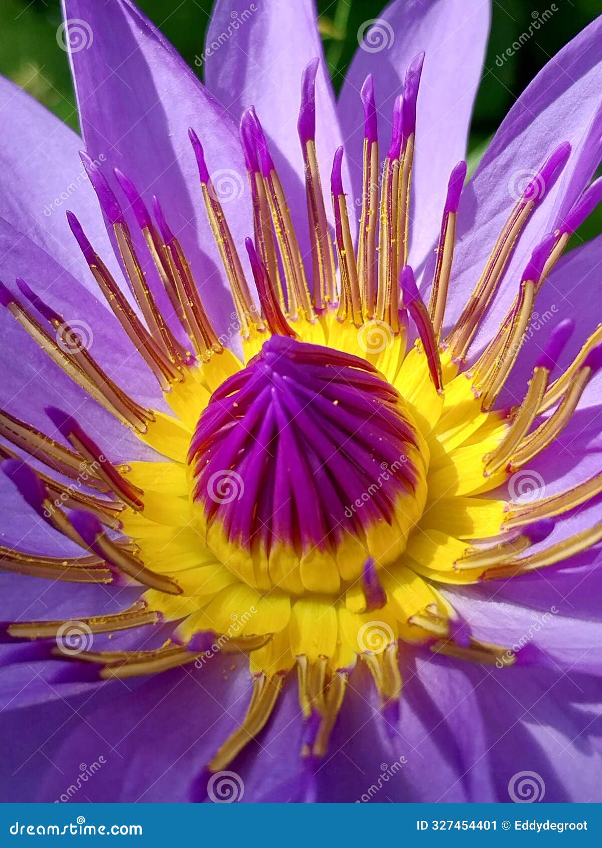 Fully opened water lilly stock image. Image of plant - 327454401