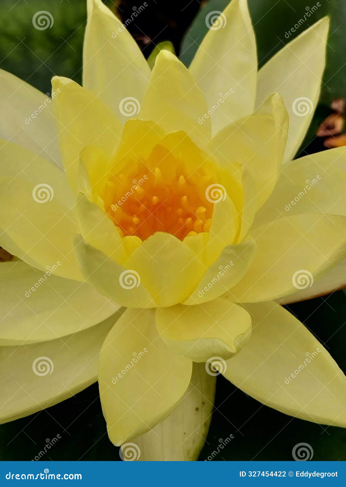 Fully opened water lilly stock photo. Image of plant - 327454422