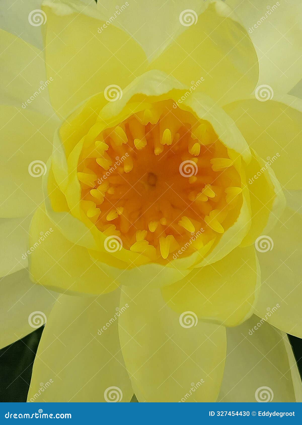 Fully opened water lilly stock photo. Image of rose - 327454430