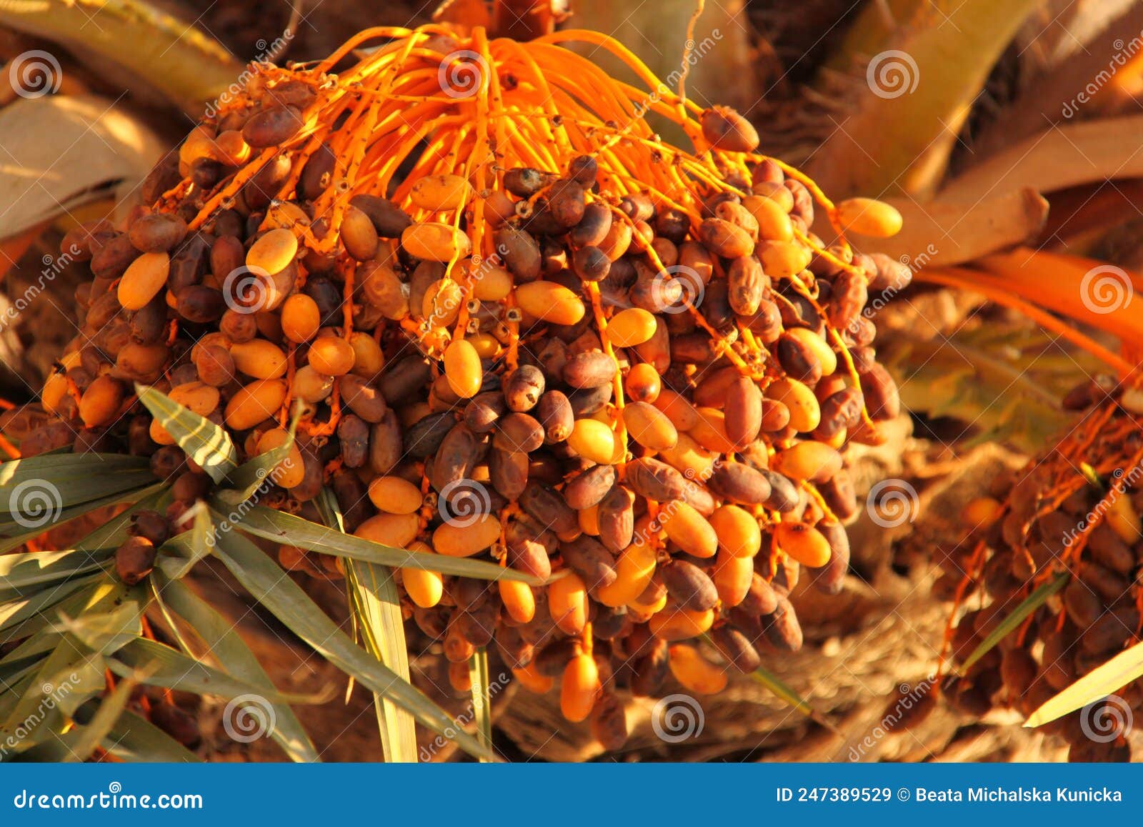 Fully ripe dates stock image. Image of nature, leaf - 247389529