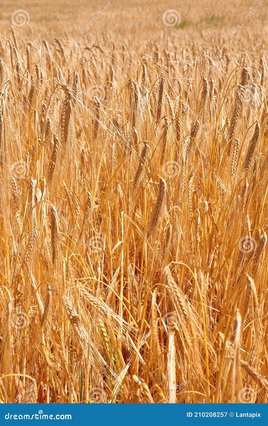 Fully ripe field of barley stock image. Image of field - 210208257