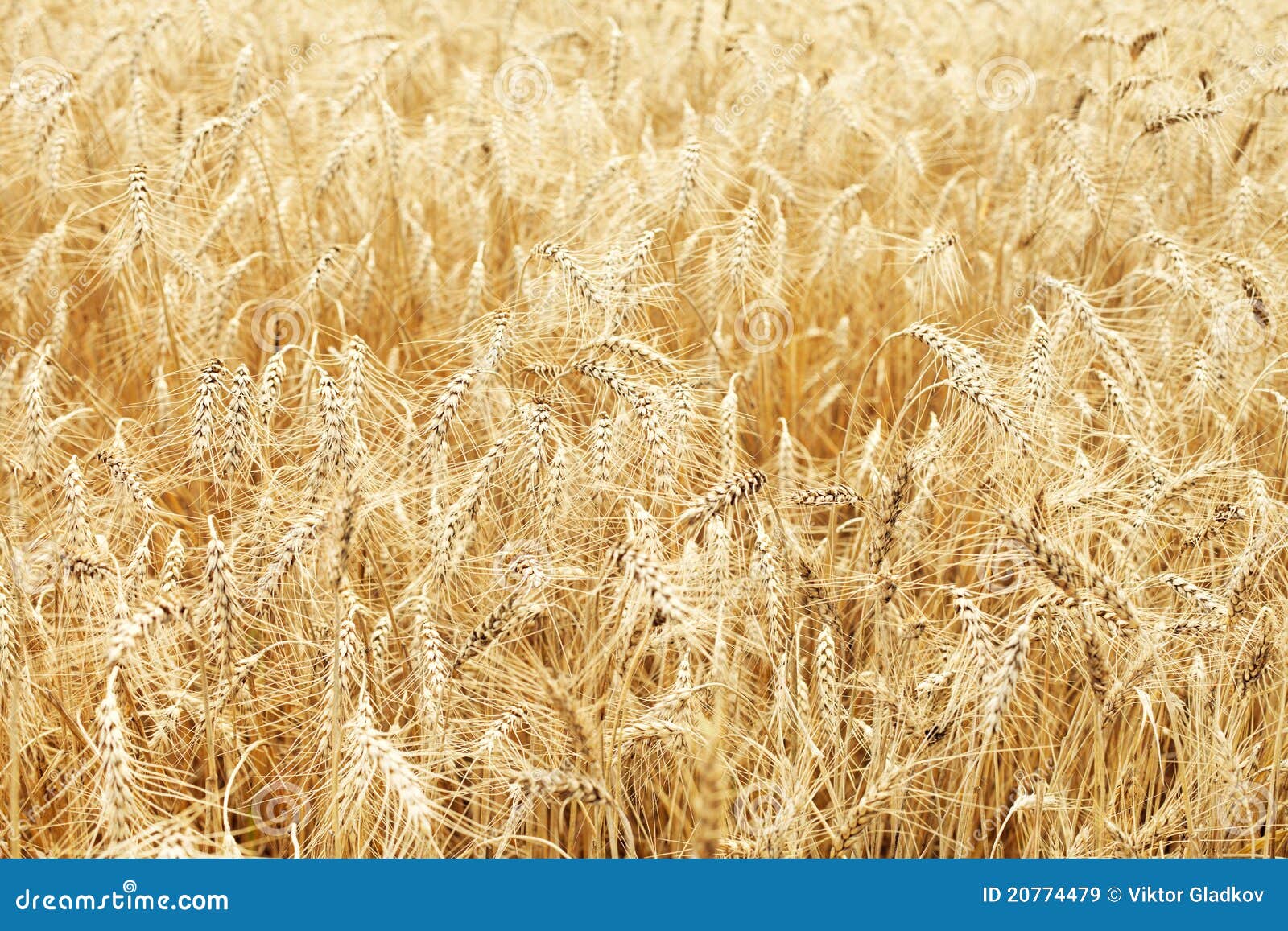 Fully ripe wheat field stock image. Image of beautiful - 20774479