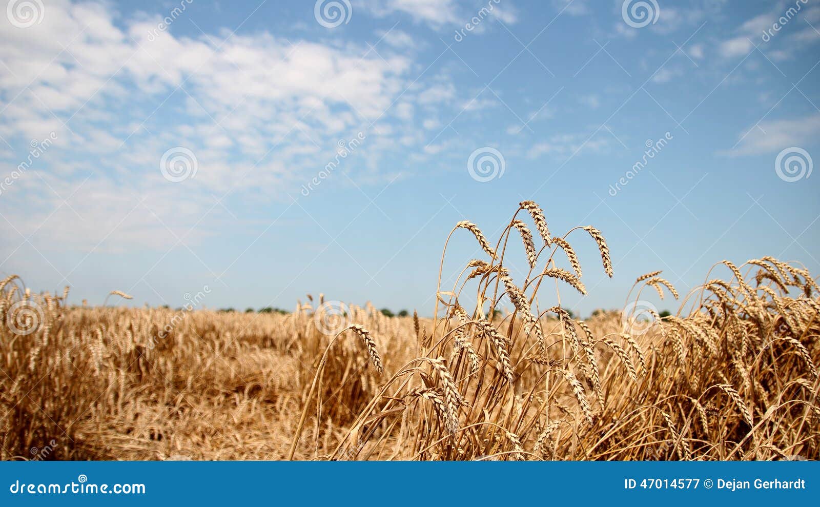 Fully Ripe Wheat Field stock image. Image of agricultural - 47014577