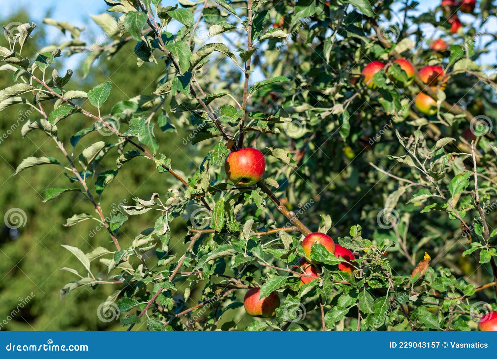 Fully Ripen Alphonso Mangoes In The Wooden Bamboo Weaved Basket With ...