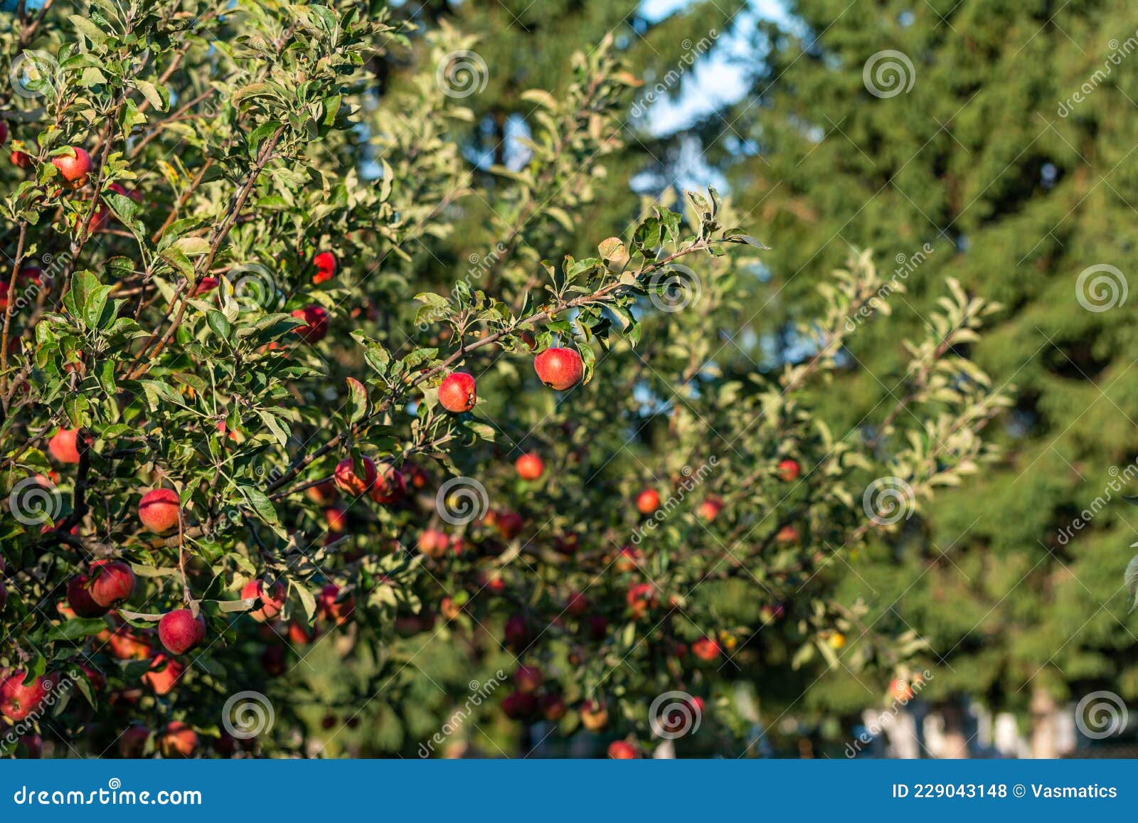 Fully ripen red apples stock photo. Image of branches - 229043148