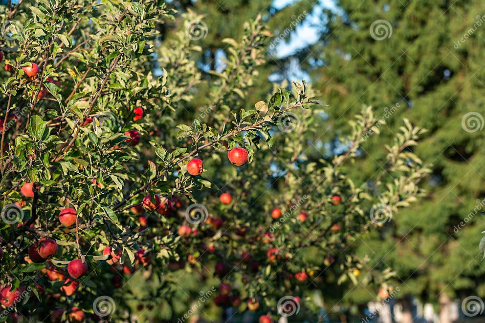 Fully ripen red apples stock photo. Image of branches - 229043148