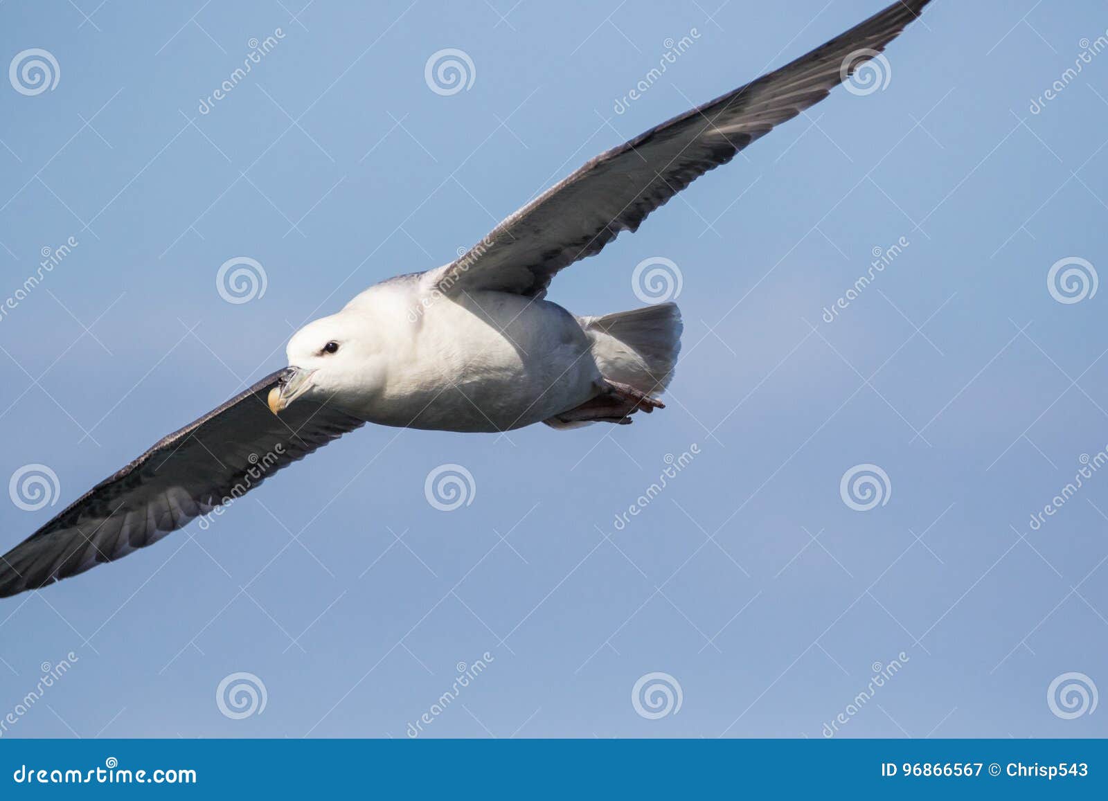 Fulmar Fulmarus Glacialis in Flight Stock Image - Image of northern ...