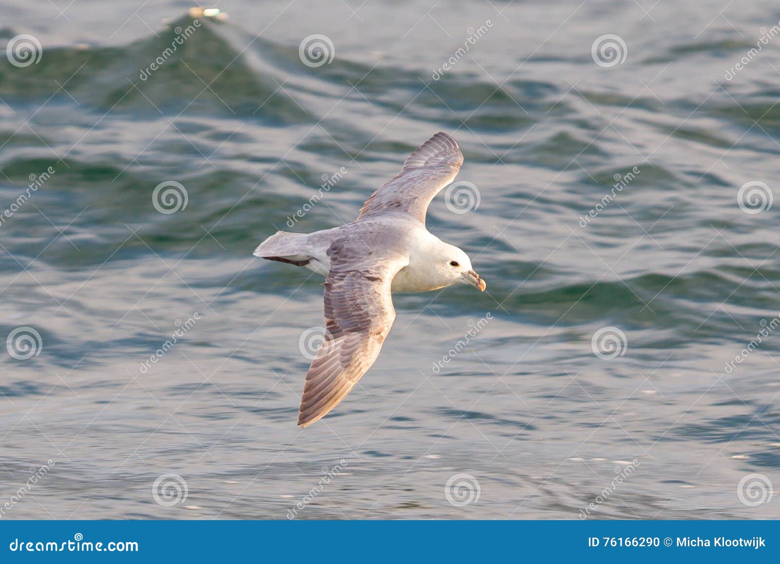 Fulmar, Fulmarus glacialis stock photo. Image of bird - 76166290