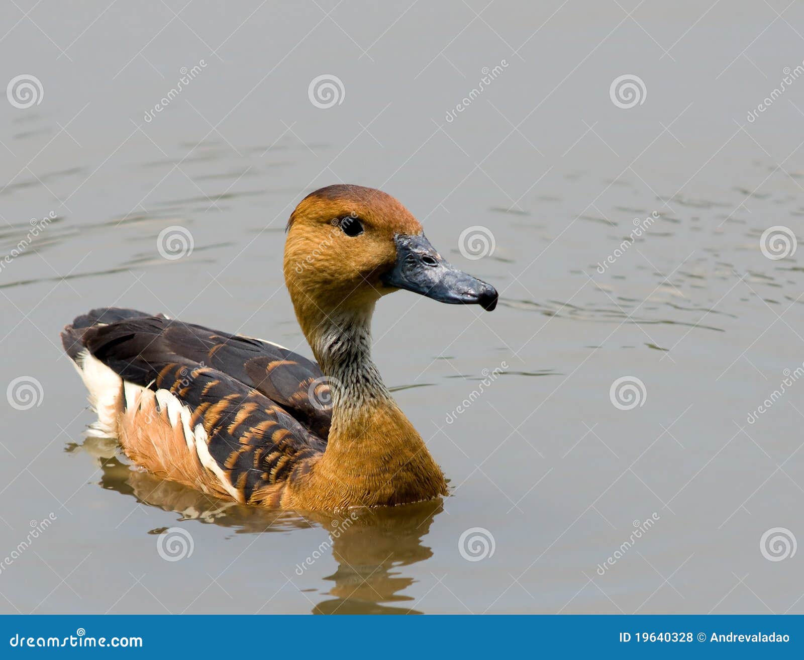 Fulvous Duck stock photo. Image of wading, wild, diving - 19640328