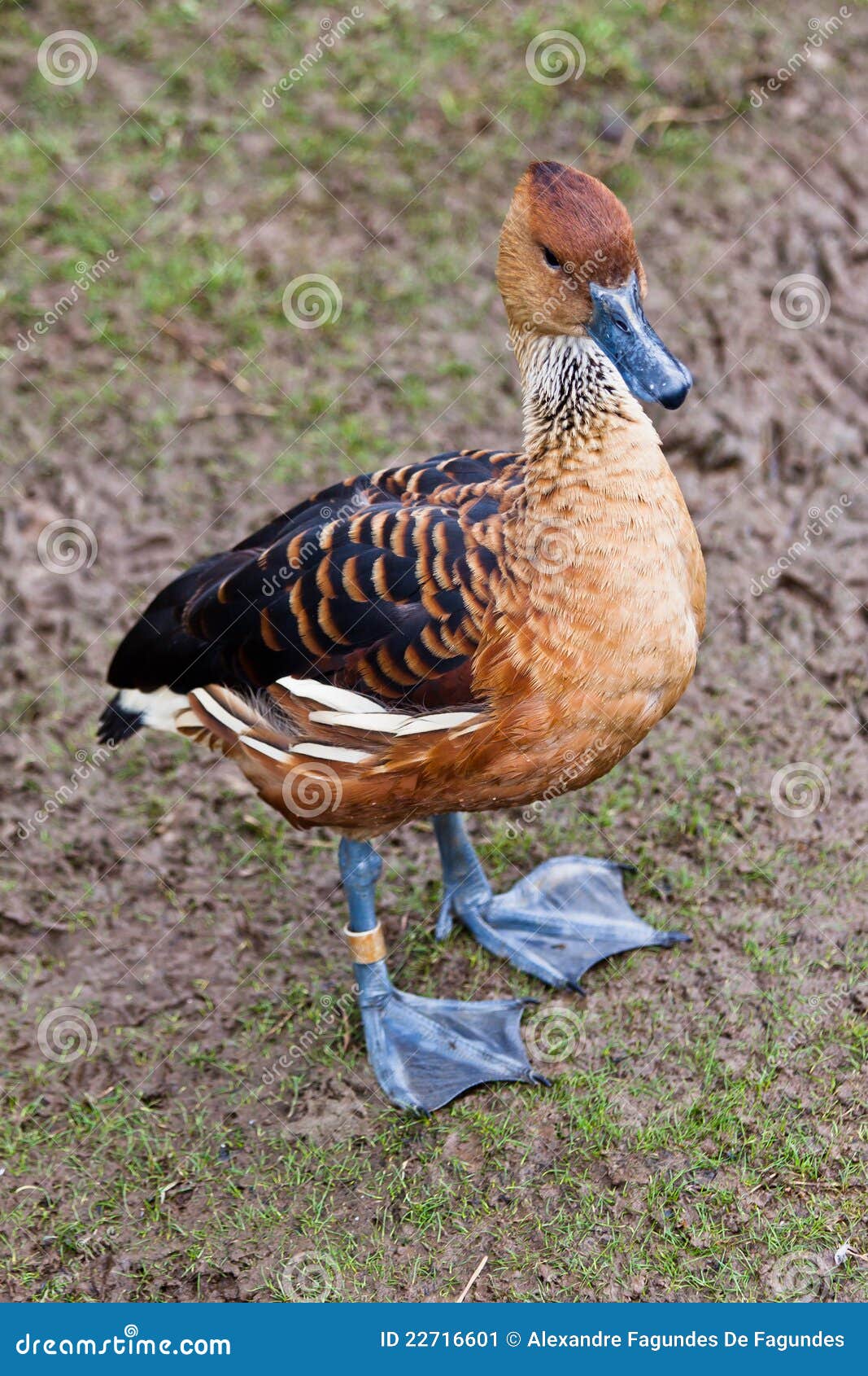 Fulvous Whistling Duck stock image. Image of gramado - 22716601