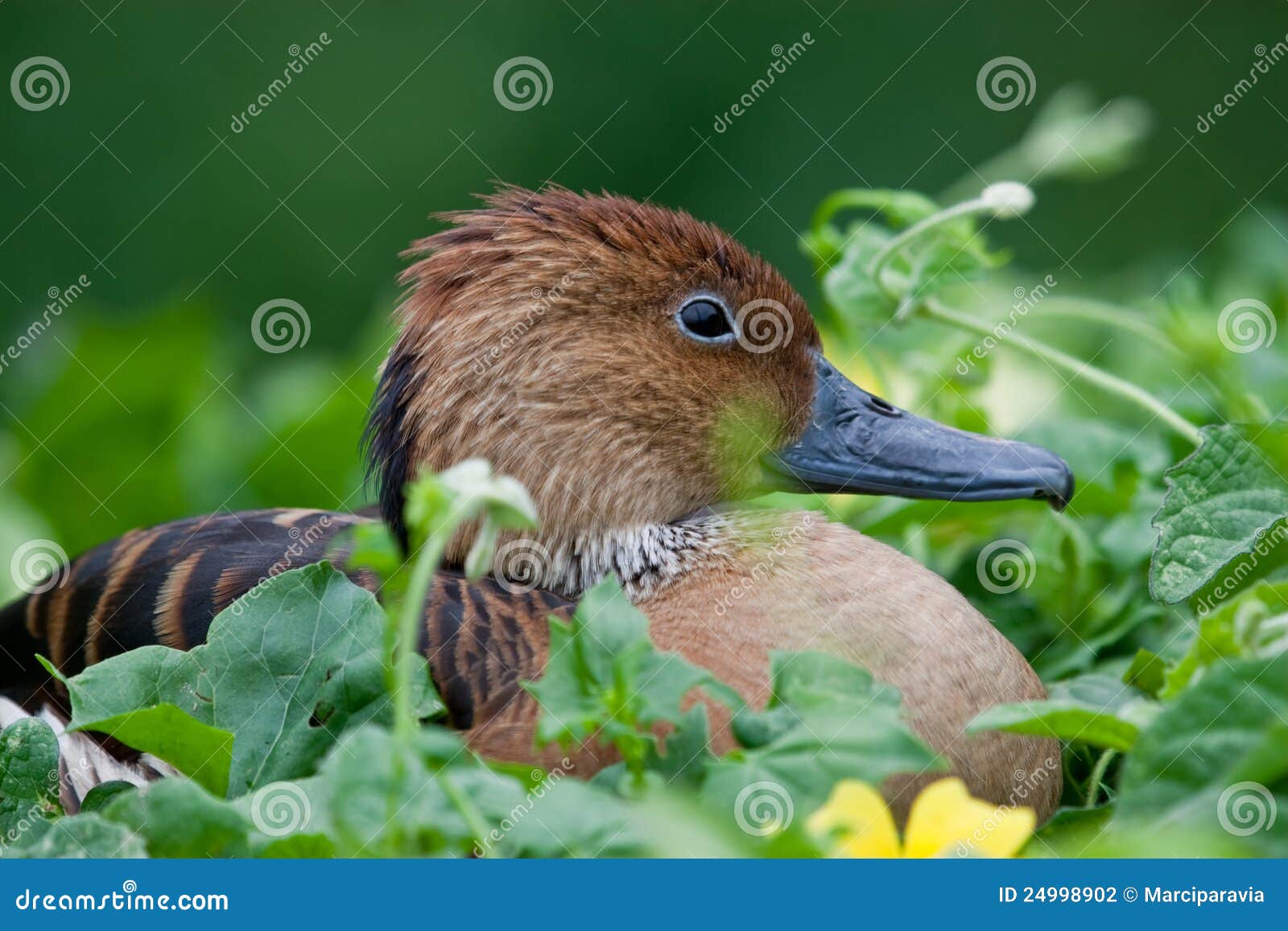 Fulvous Whistling Duck stock photo. Image of africa, fulvous - 24998902