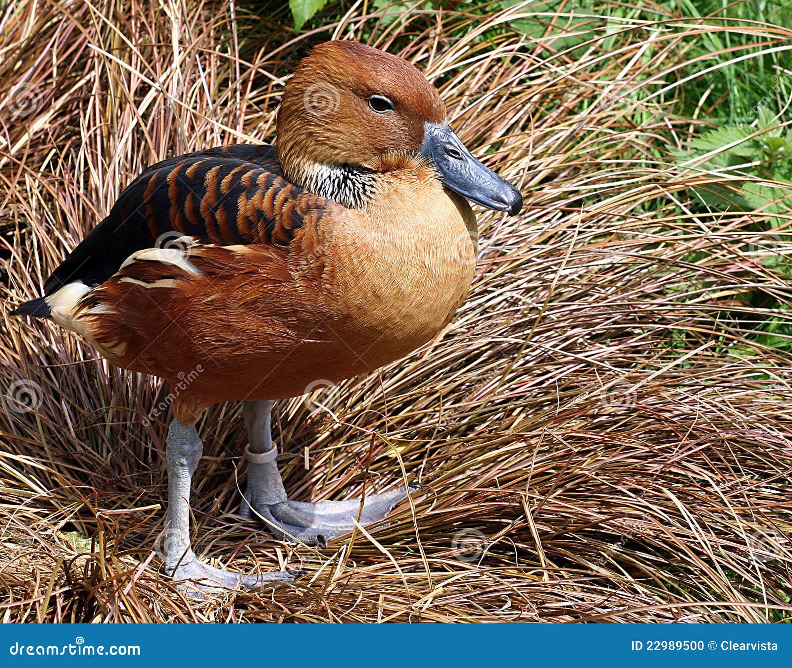 Fulvous Whistling Duck (Dendrocygna Bicolor) Stock Photo - Image of ...