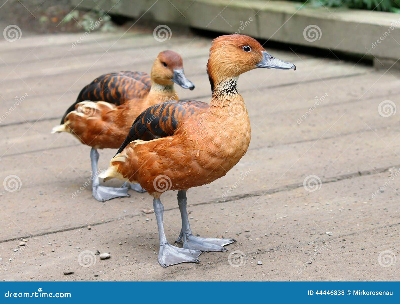 Fulvous Whistling Duck Dendrocygna Bicolor Tree Ducks Stock Photo ...