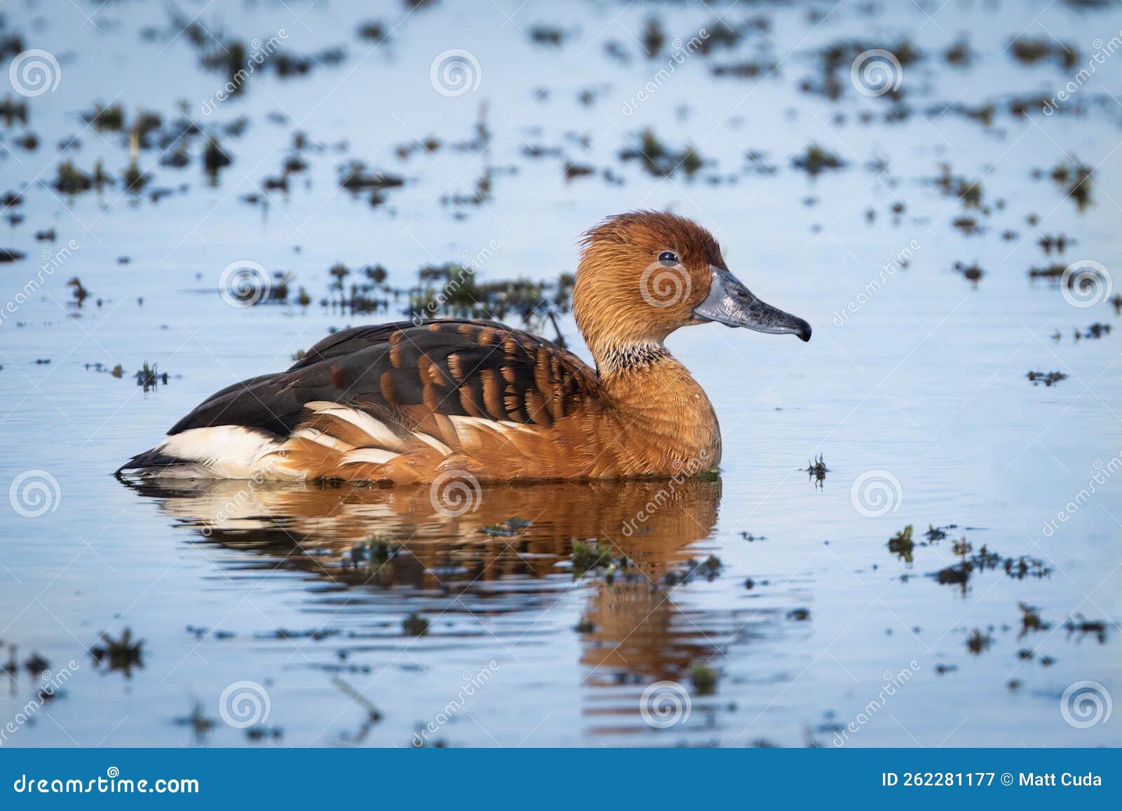 Fulvous Whistling Duck stock image. Image of florida - 262281177