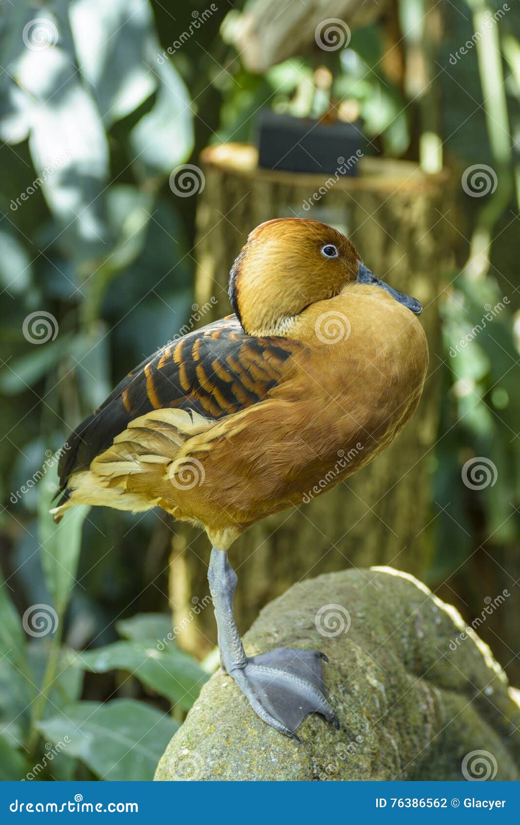 Fulvous whistling duck stock photo. Image of gelbbrustpfeifgans - 76386562