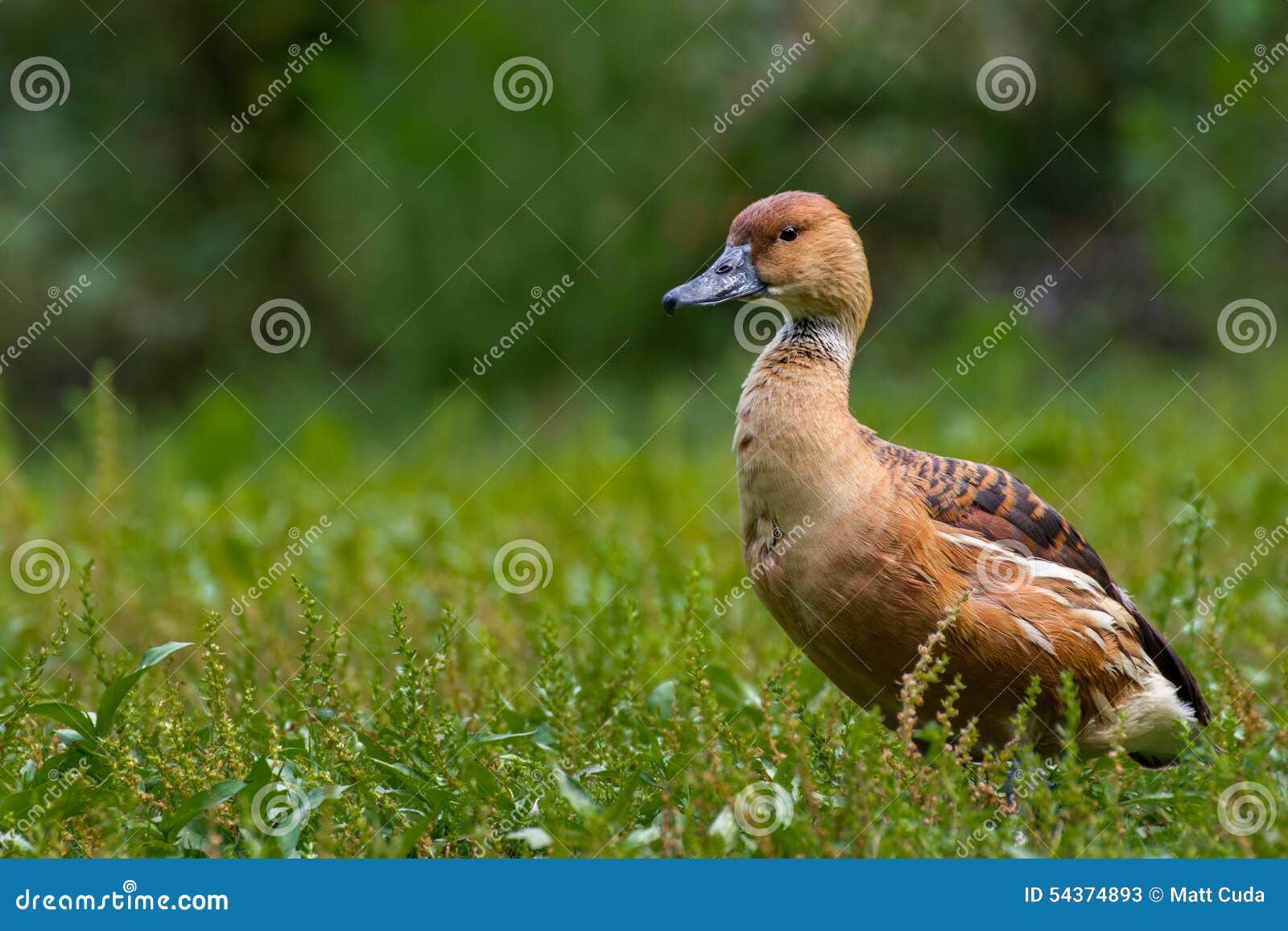 Fulvous Whistling Duck stock image. Image of fulvous - 54374893