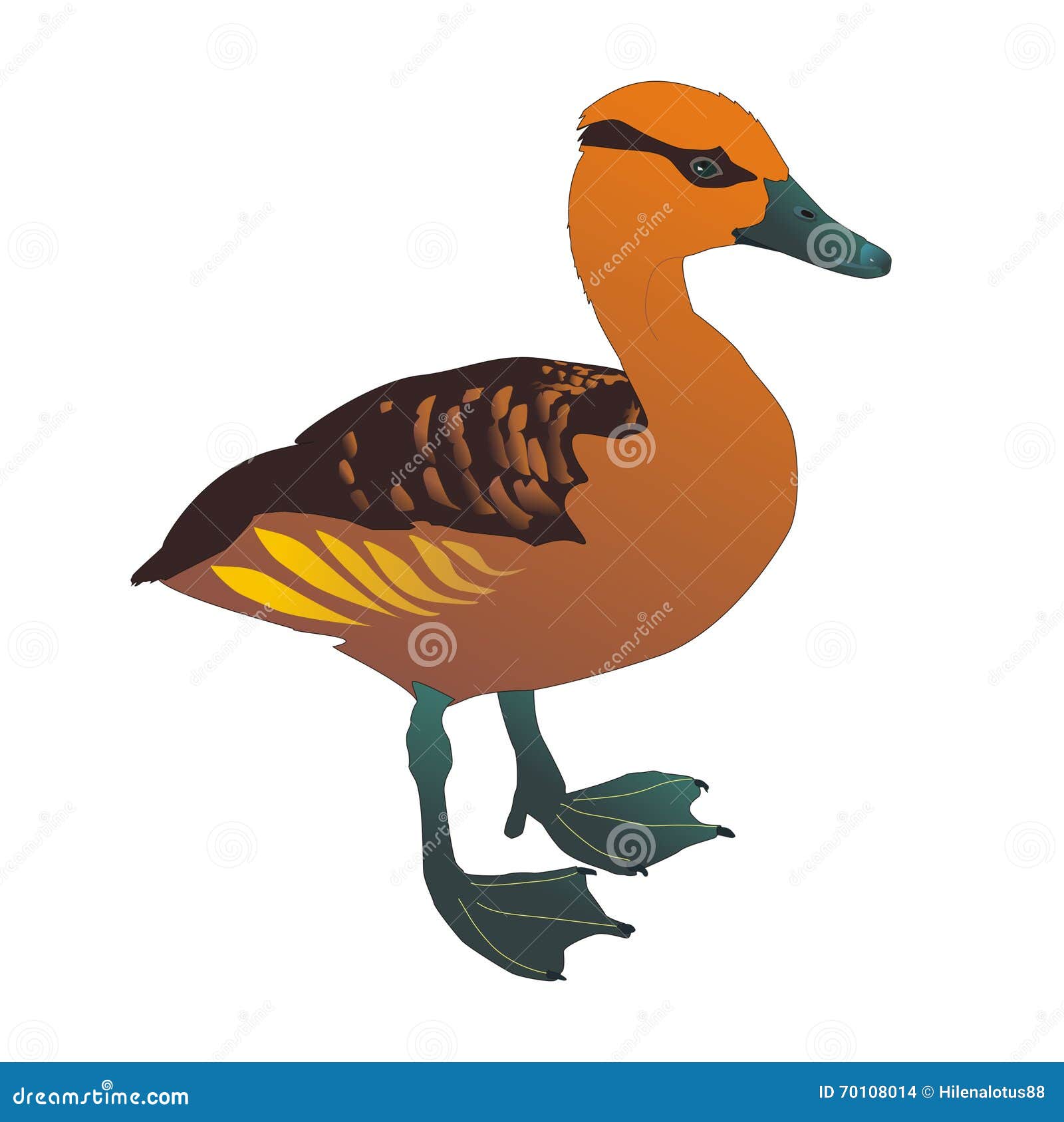 Fulvous Cartoons, Illustrations & Vector Stock Images - 345 Pictures to ...