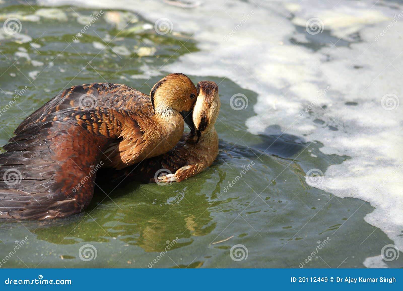 Fulvous Whistling Ducks Mating in Water Stock Image - Image of aves ...