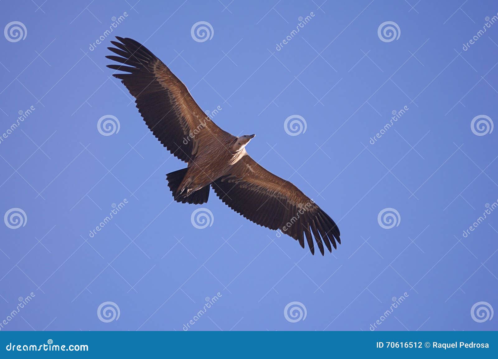 Fulvus gryfon gyps sępa zdjęcie stock. Obraz złożonej z natura - 70616512