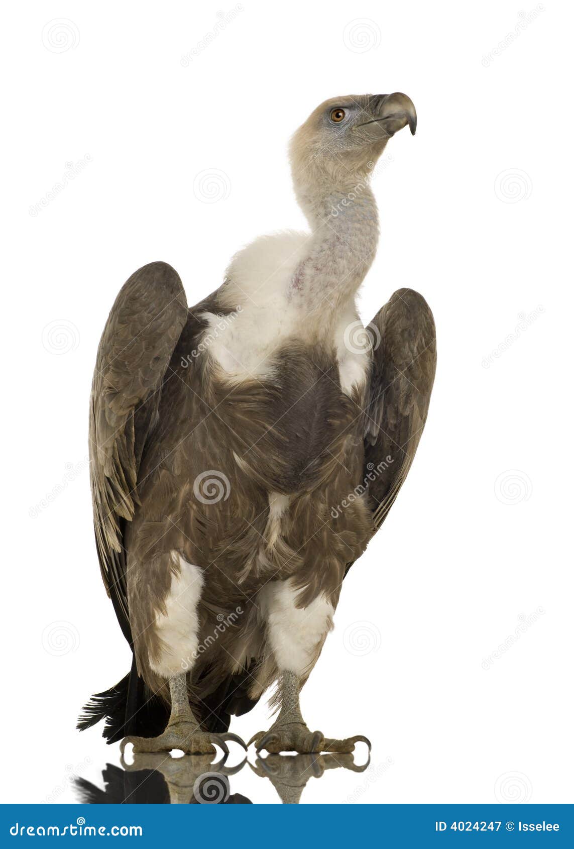 Fulvusgriffon gyps gammet fotografering för bildbyråer. Bild av ...