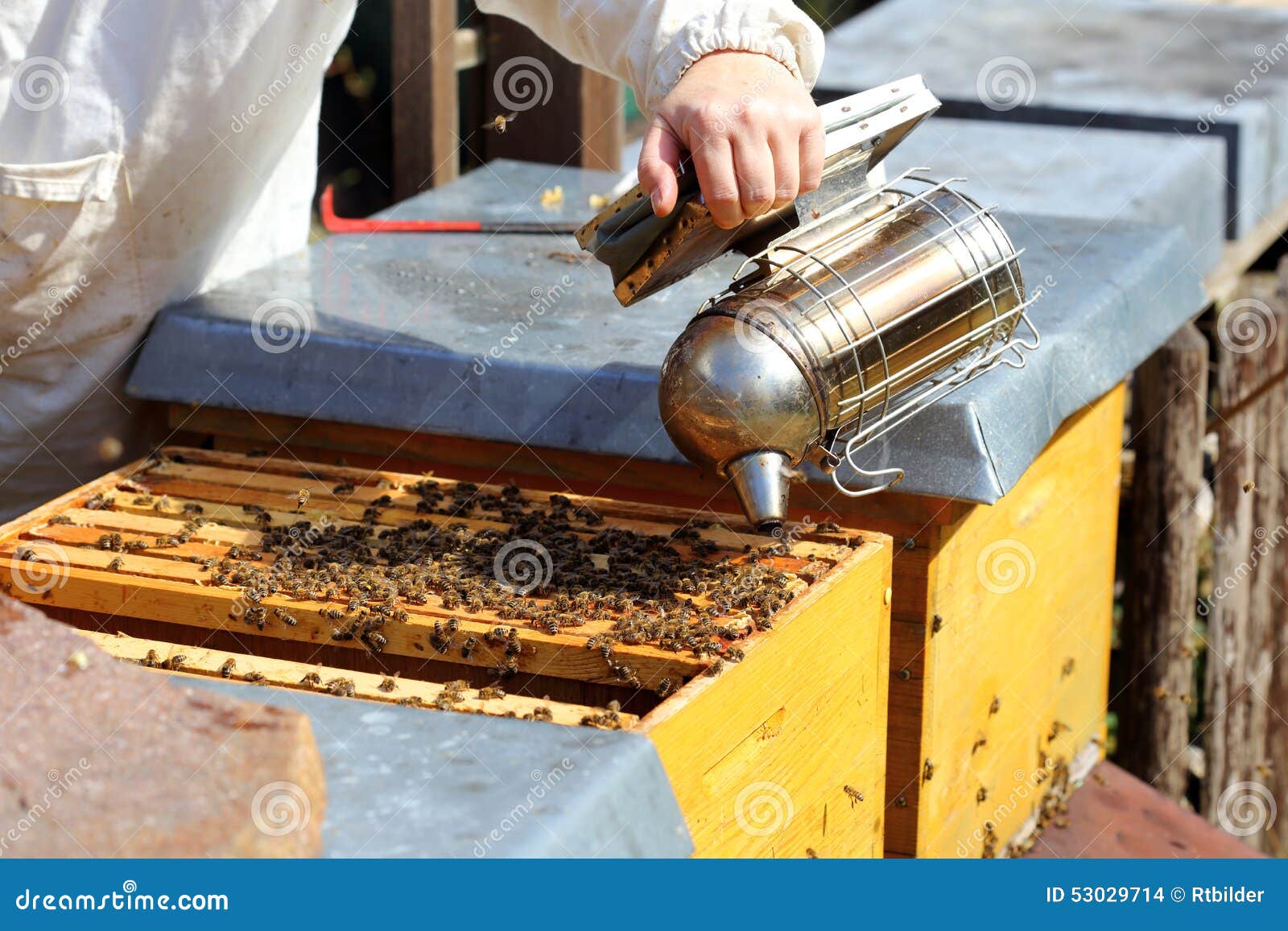 Fumando Uma Colmeia Da Abelha Foto de Stock - Imagem de apiarista ...