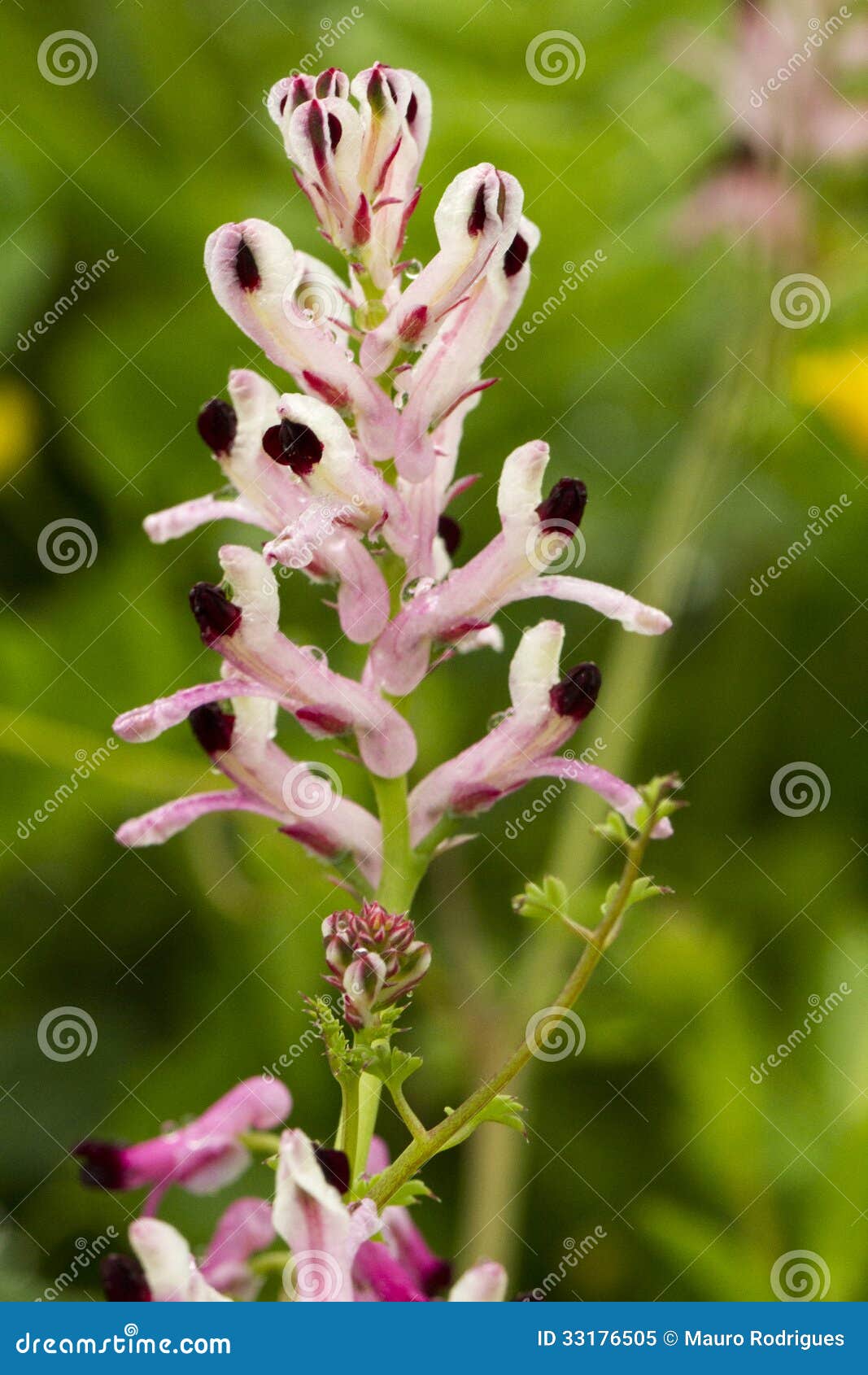 Fumaria capreolata flower stock image. Image of mediterranean - 33176505