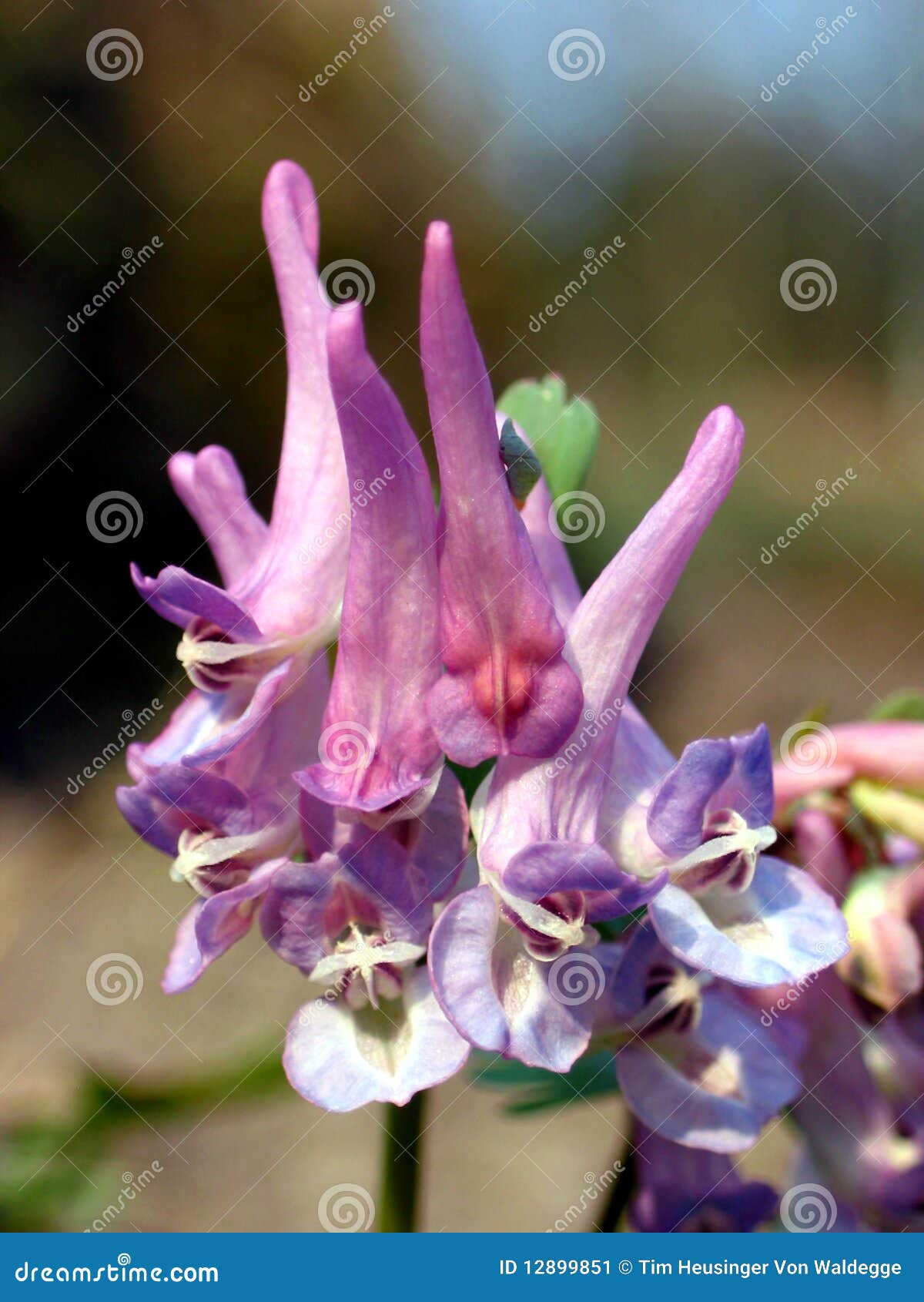 Fumewort (Corydalis Solida) Stock Image - Image of colour ...
