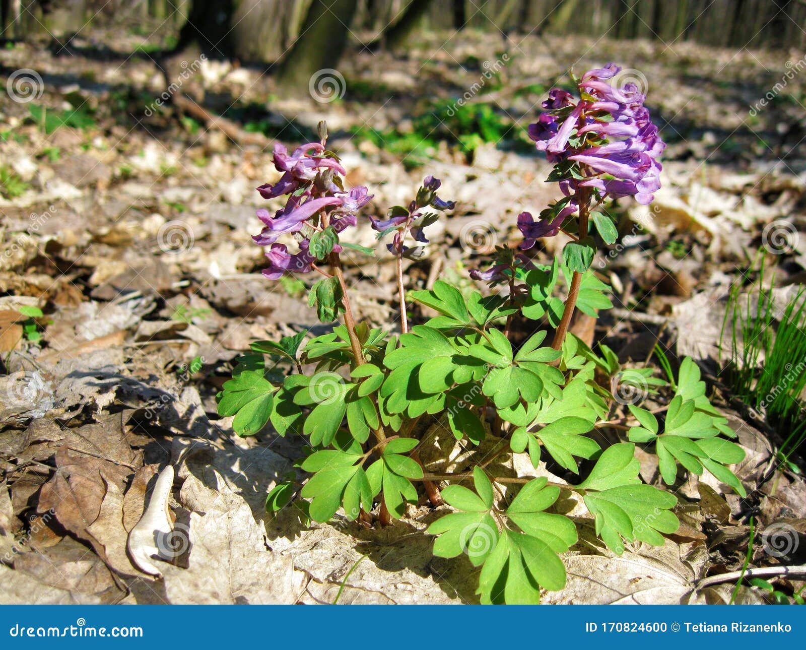 The Fumewort Corydalis Solida Flowers Closeup in Sunny Spring Day Stock ...