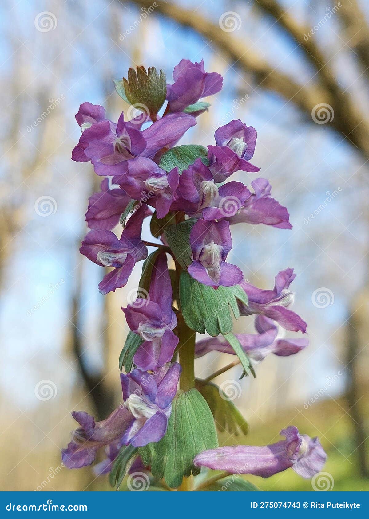 Fumewort (Corydalis Solida) Stock Image - Image of papaveraceae ...
