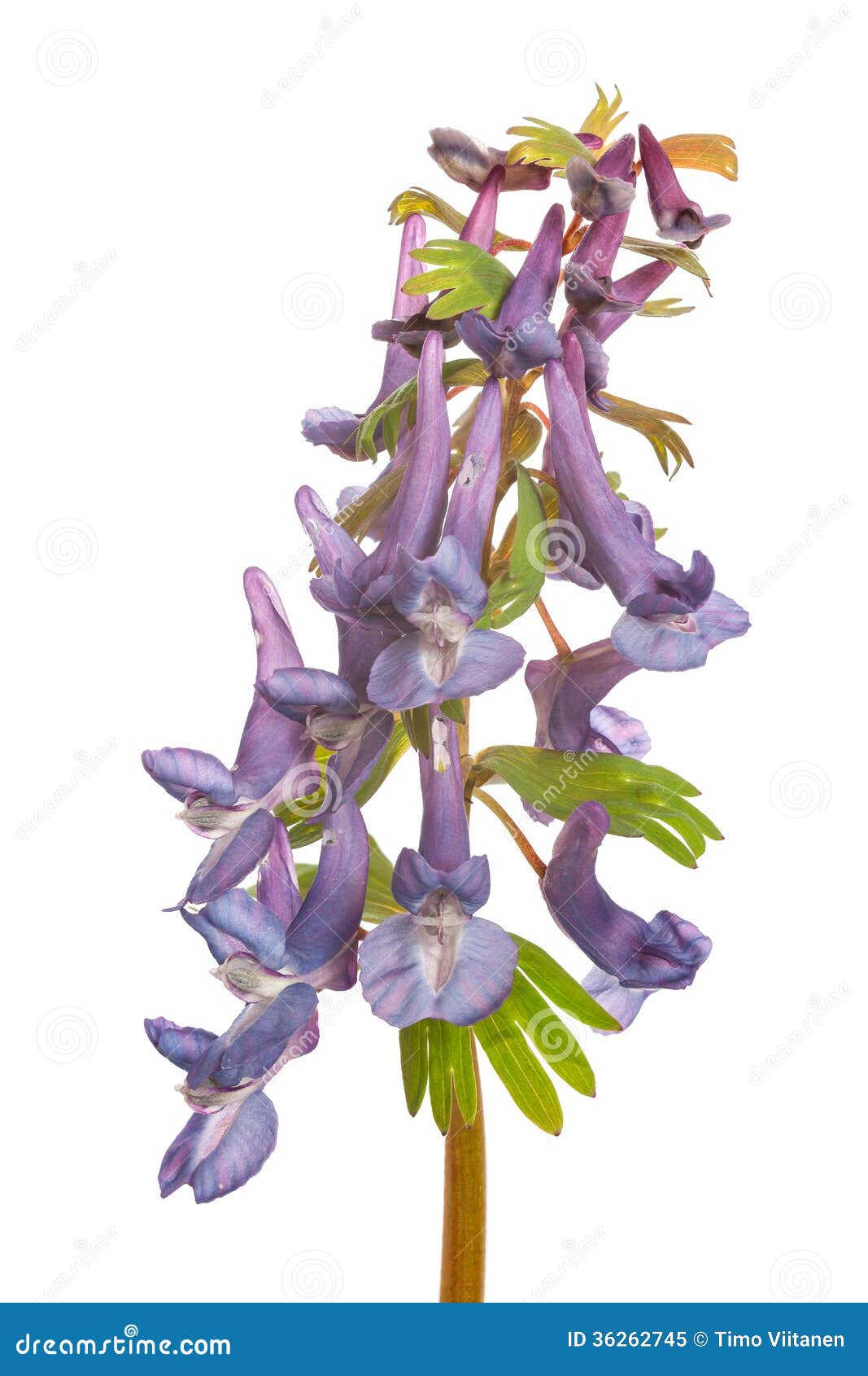 Fumewort flower stock image. Image of colourful, beautiful - 36262745