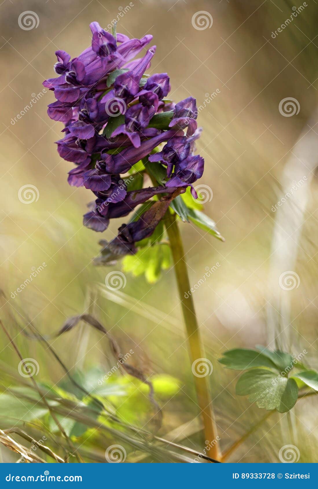 Fumewort stock photo. Image of herbaceous, bloom, blossom - 89333728