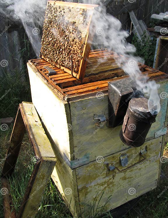 Fumigation of bees stock image. Image of beekeeping, chisel - 20140389