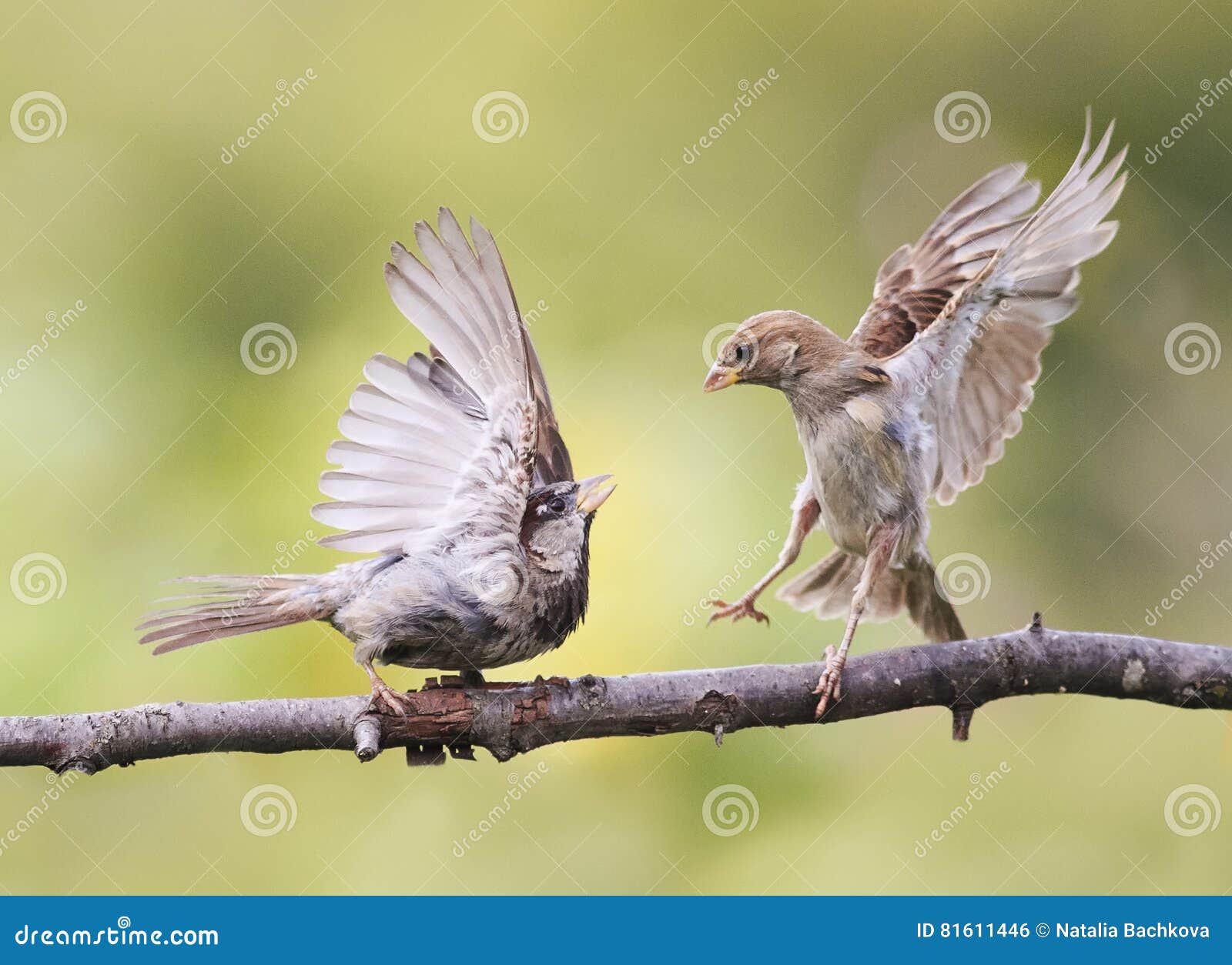 Fun Angry Birds Waving Feathers and Argue on a Branch in Spring Park ...