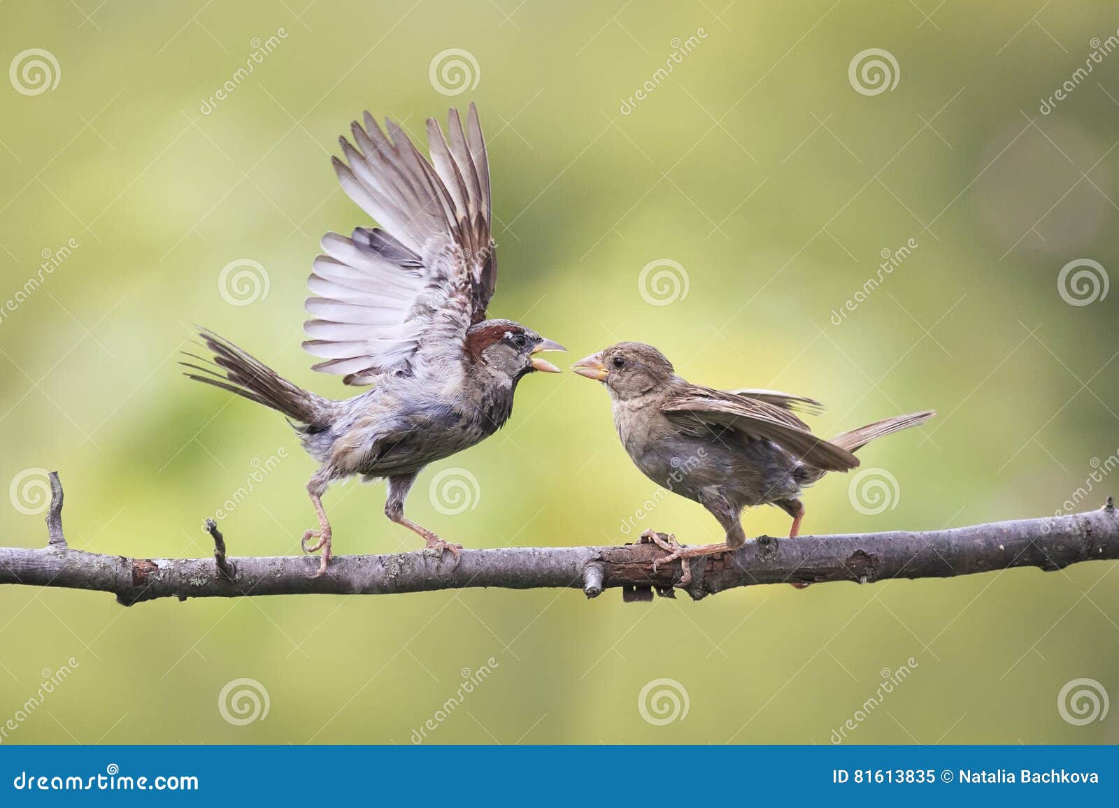 Fun Angry Birds Waving Feathers and Argue on a Branch in Spring Park ...