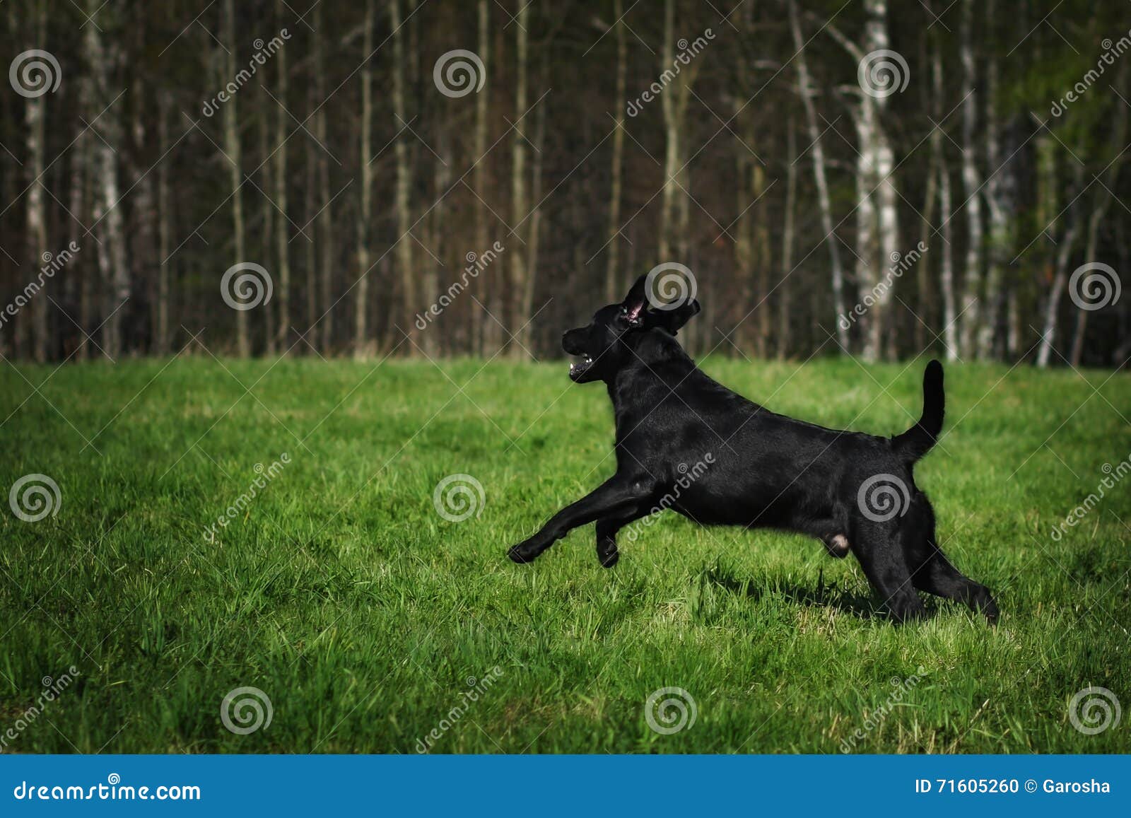 Fun Black Labrador Dog Jumping Stock Photo - Image of breeding ...