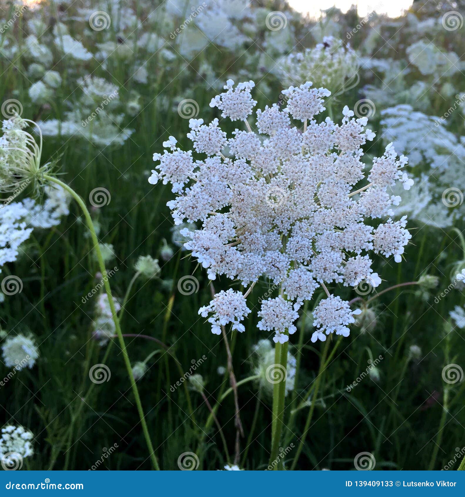 Fun Blooming White Wildflowers Stock Image - Image of care, closeup ...