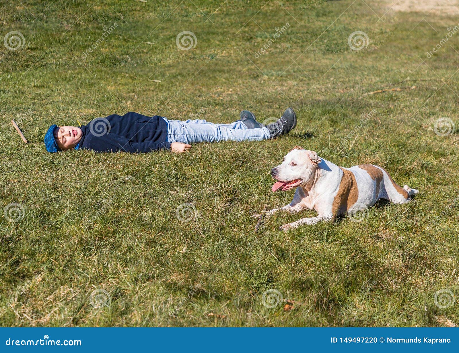 Fun Boy Playing with Big Dog Stock Photo - Image of large, active ...