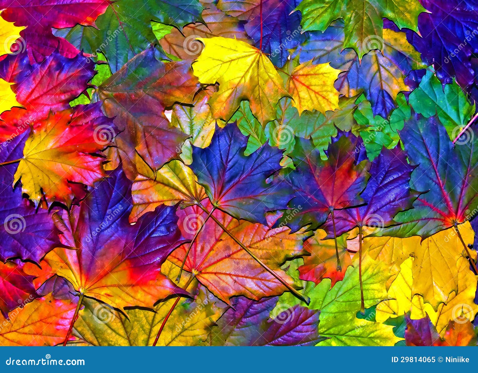 Fun autumn leaves stock image. Image of season, blue - 29814065