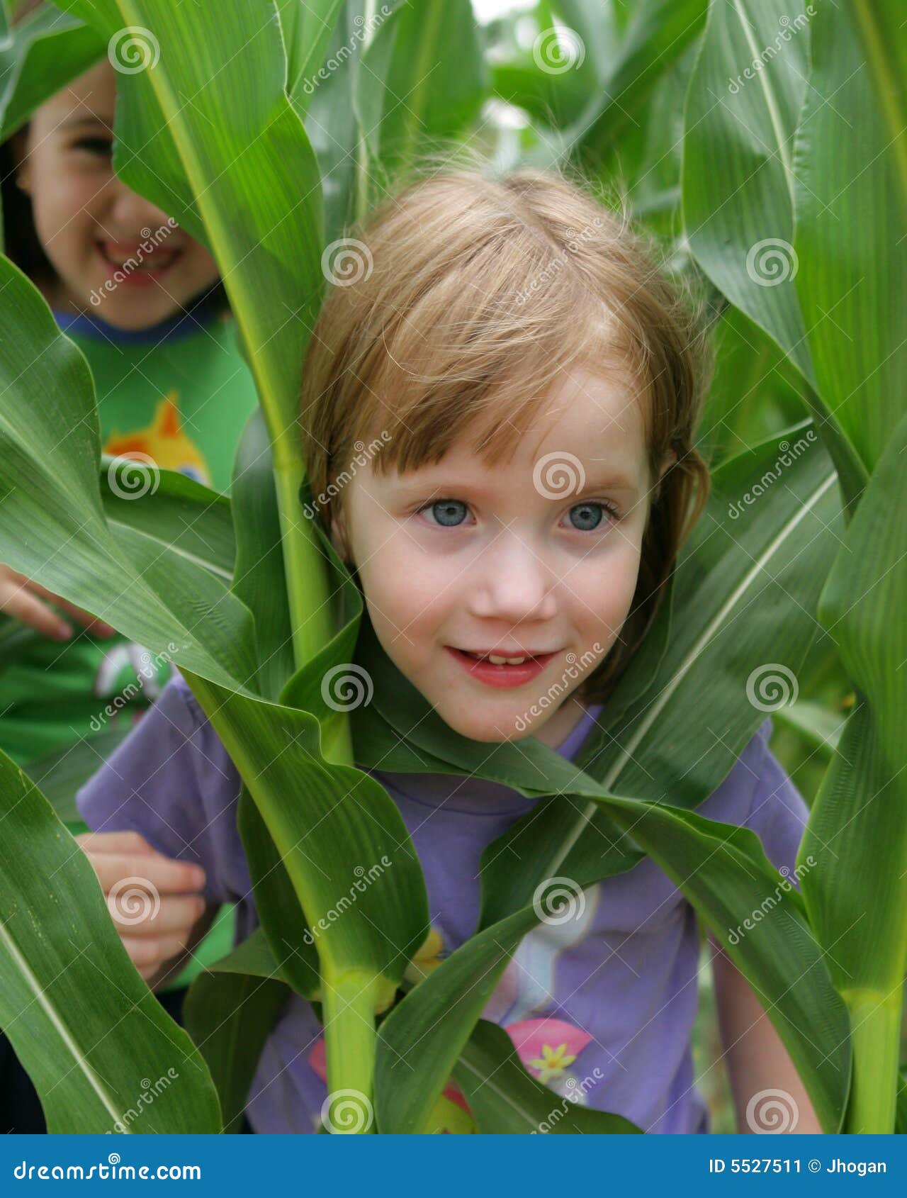 Fun in the corn field stock image. Image of pretty, leaves - 5527511