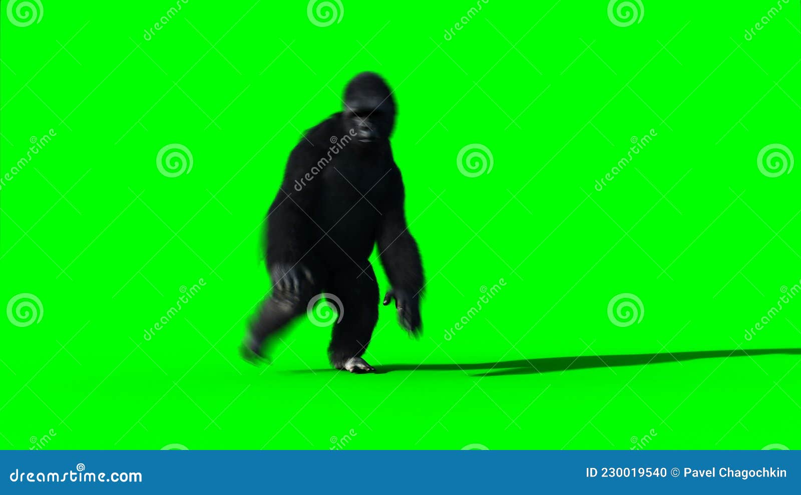 Fun Dancing Gorilla. Realistic Fur. Green Screen Animation. Stock ...
