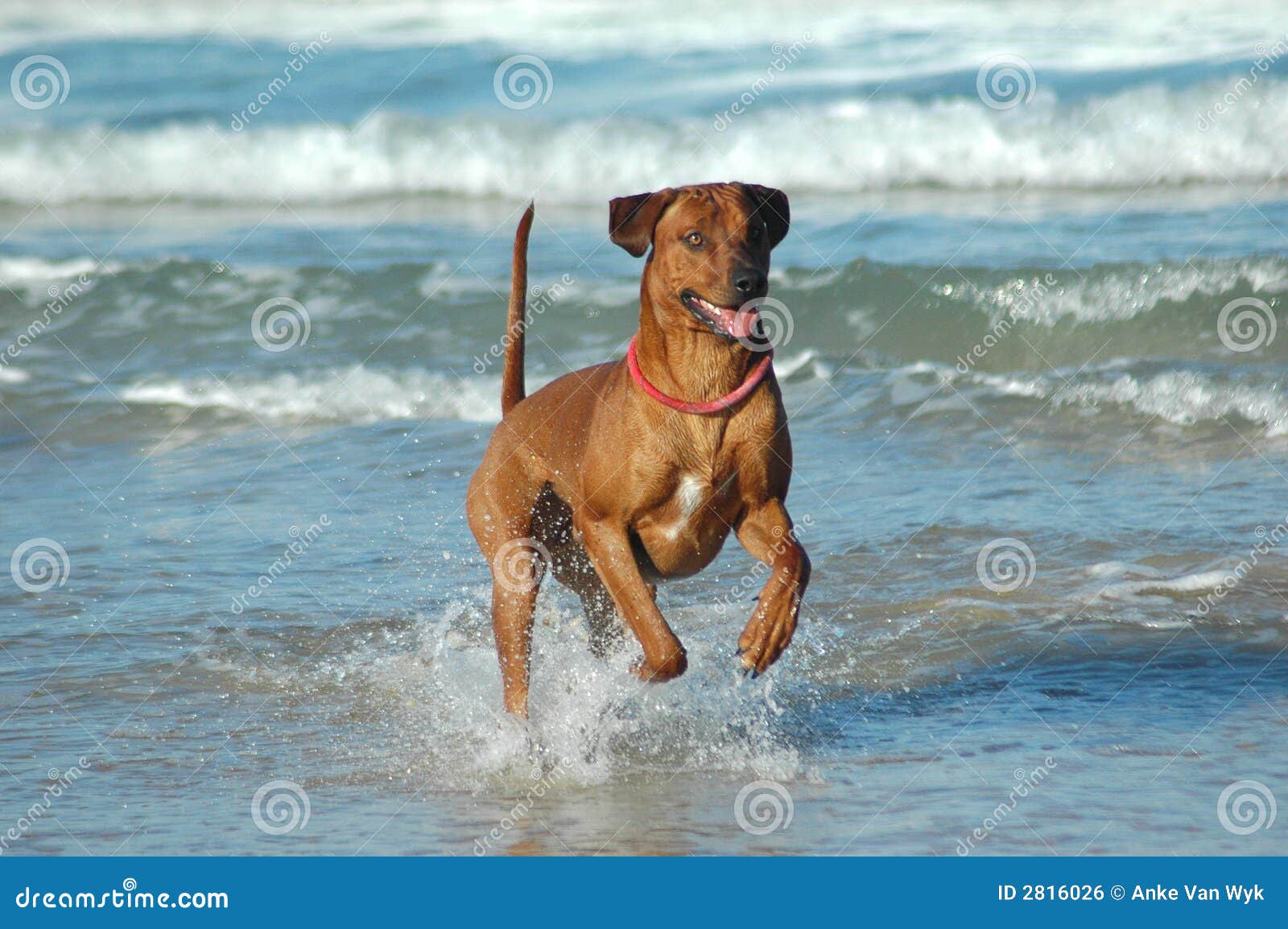 Fun dog stock photo. Image of action, funny, enjoy, endurance - 2816026