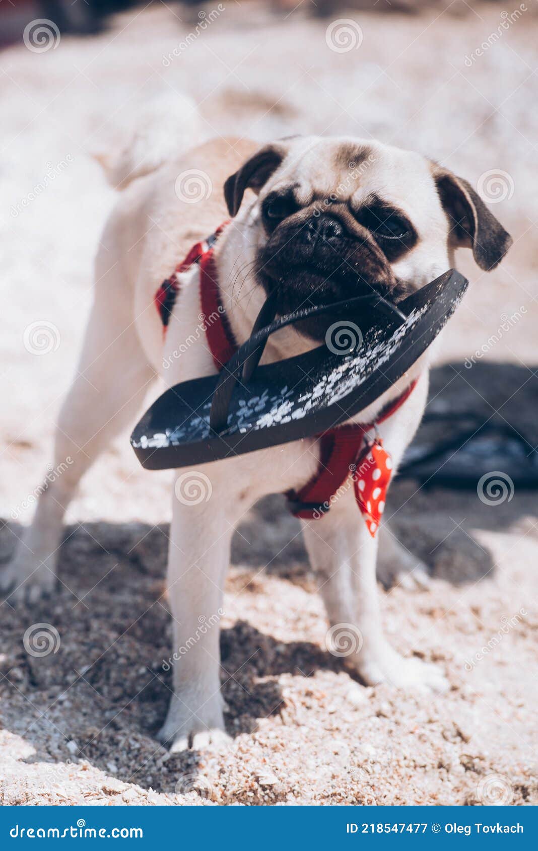 Fun Dog Mops Playing on the Beach Stock Image - Image of flip, eyes ...