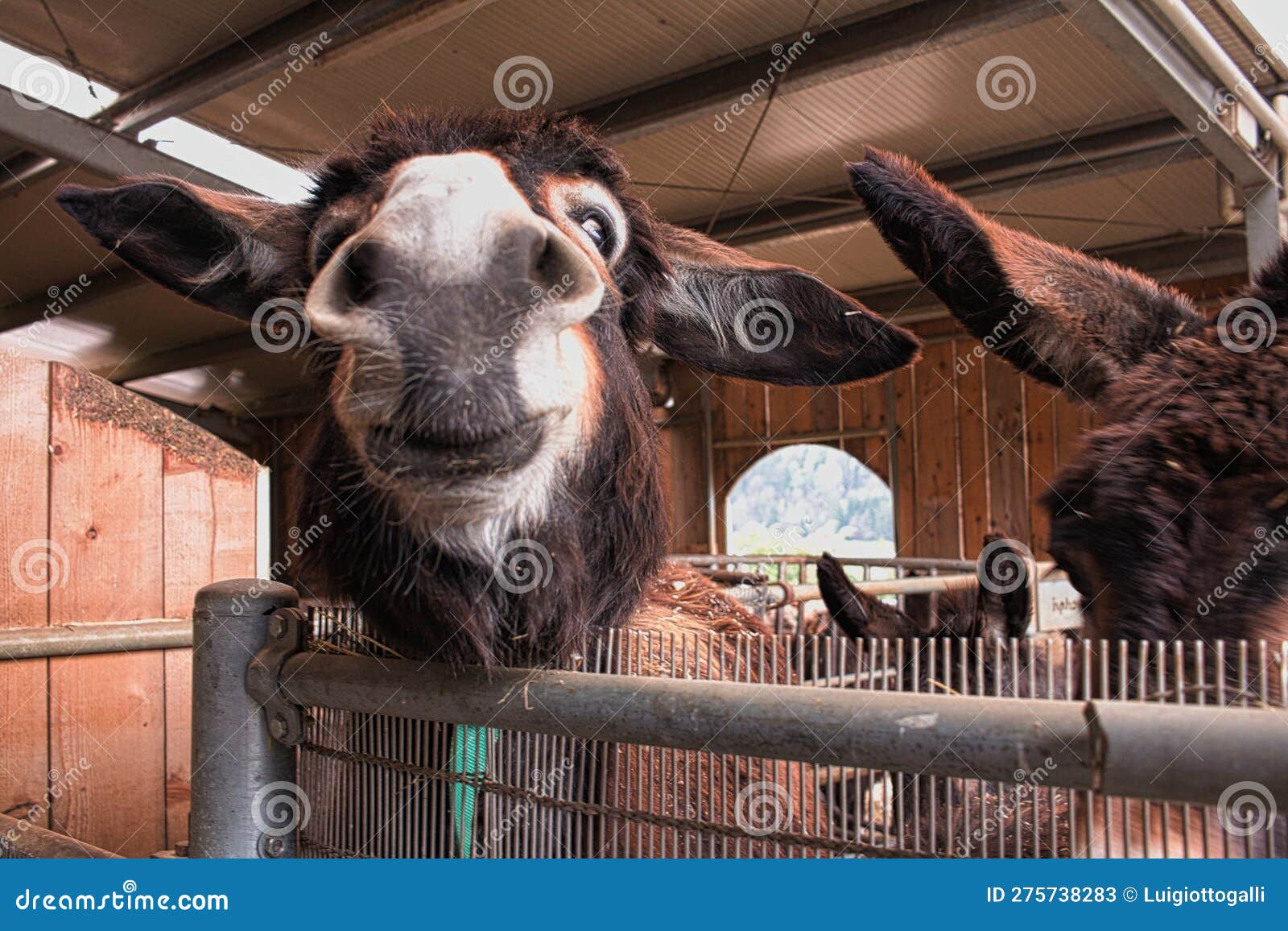 Fun donkey stock image. Image of funny, mammal, domestic - 275738283