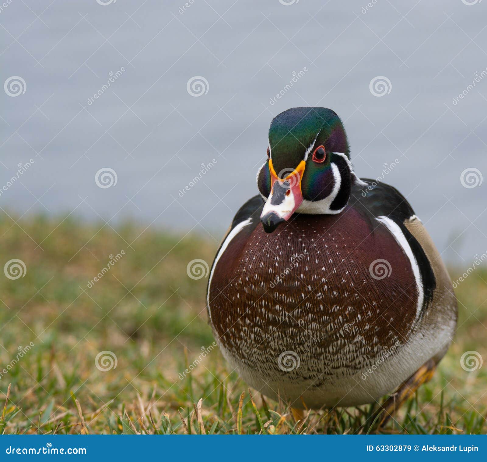 Fun duck by the pond stock image. Image of animal, bird - 63302879